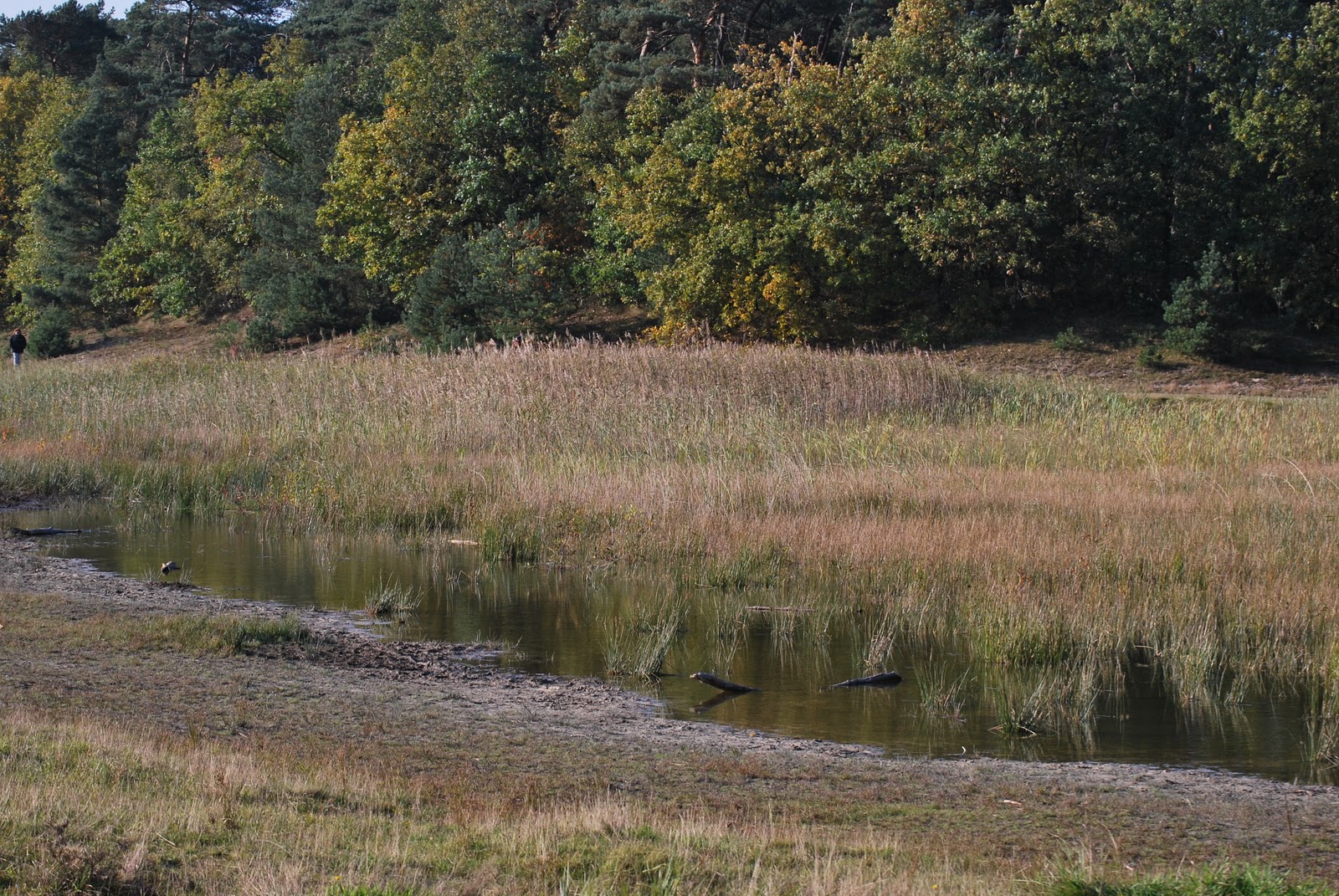 Natuur: De Heide, Bemmelenberg, Bergen op Zoom