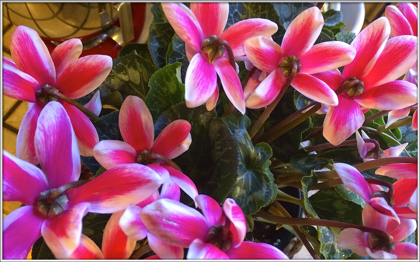 P O T A G E R: Winter Blooming Cyclamen