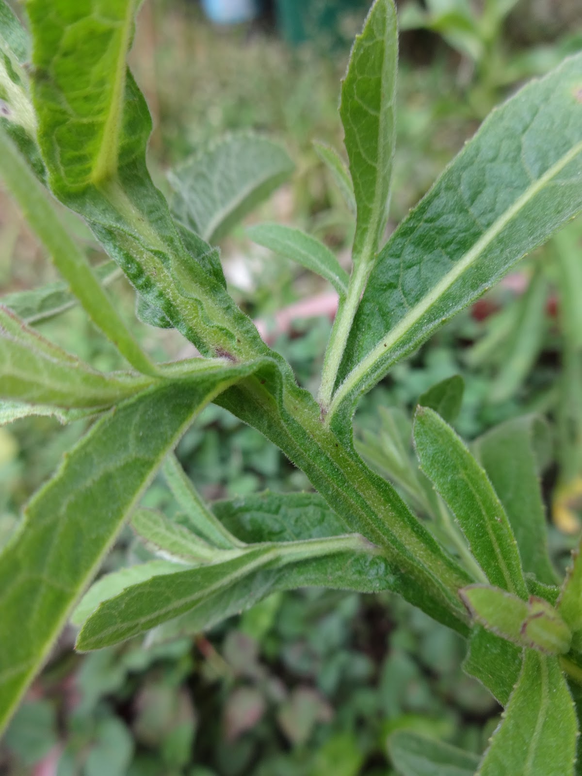 Herbs from Distant Lands: Laggera alata - Winged-Stem Laggera, Liu Leng ...