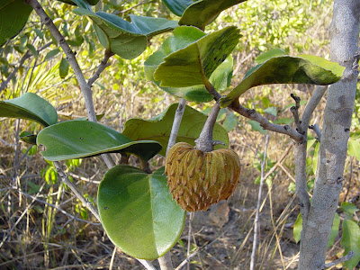 QUINTAIS IMORTAIS: Anonáceas