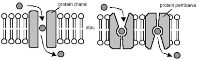 Mekanisme Difusi Difasilitasi (Transpor Pasif) Facilitated Diffusion ...