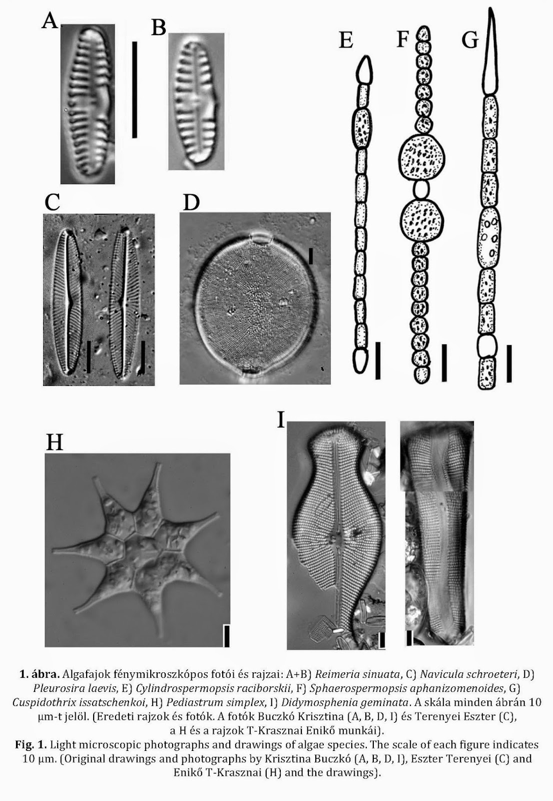 Török-Krasznai Enikő kutatói blogja: június 2014