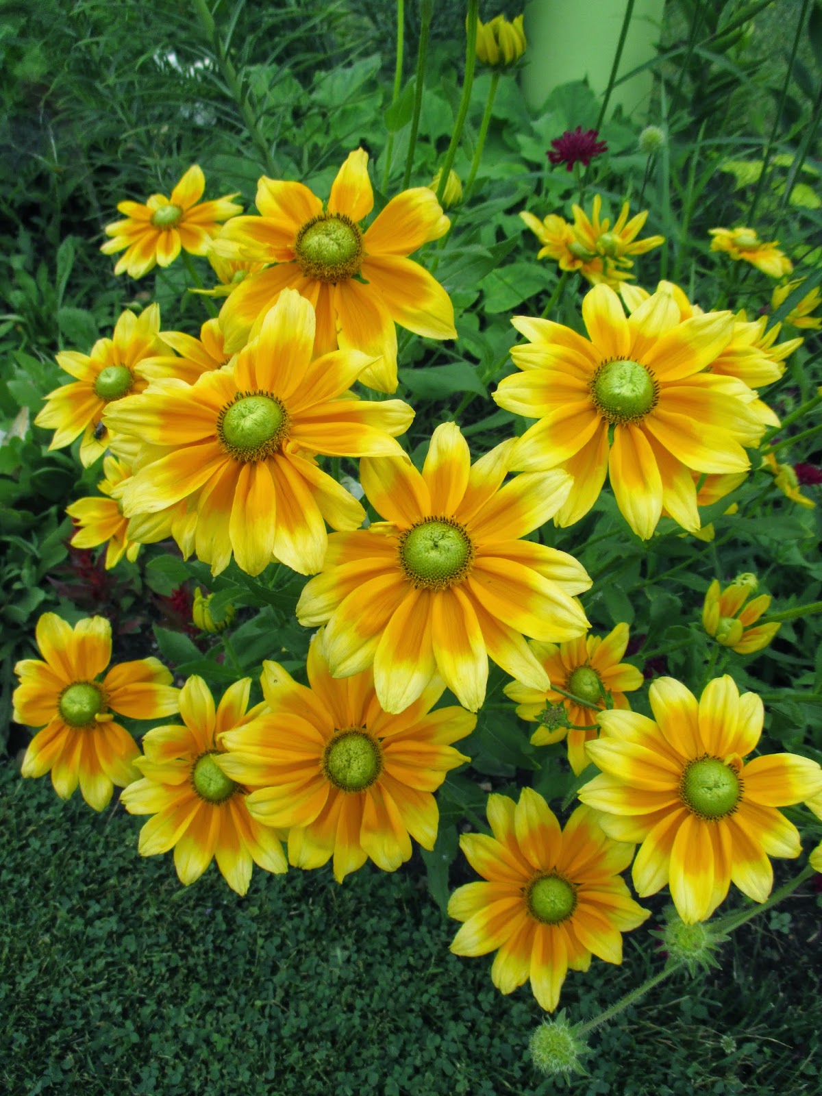 Rotary Botanical Gardens - Hort Blog: All-America Selections Garden - 2015