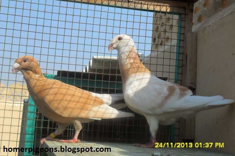 Red Bar German Beauty ~ Homer Racing Pigeons