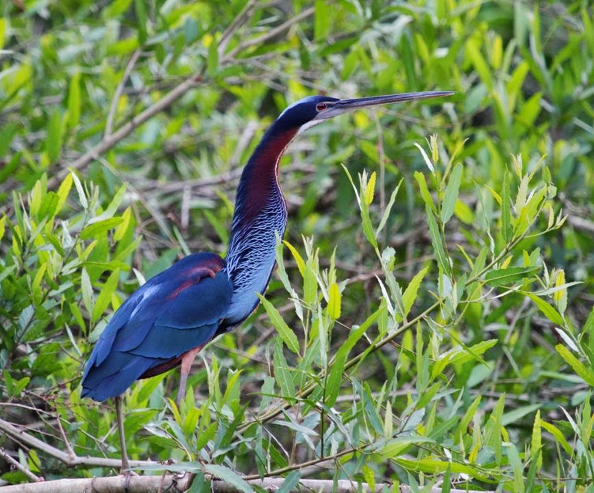 Tierra de cigueñas: Garza agamí (Agamia agami)