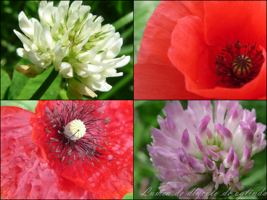 Lumea de dincolo de oglinda: Maci si flori de camp....