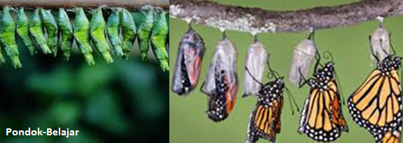 Memahami Philosopfi Kehidupan Sebuah Kepompong - Pondok Belajar