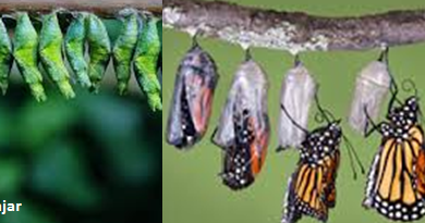 Memahami Philosopfi Kehidupan Sebuah Kepompong - Pondok Belajar