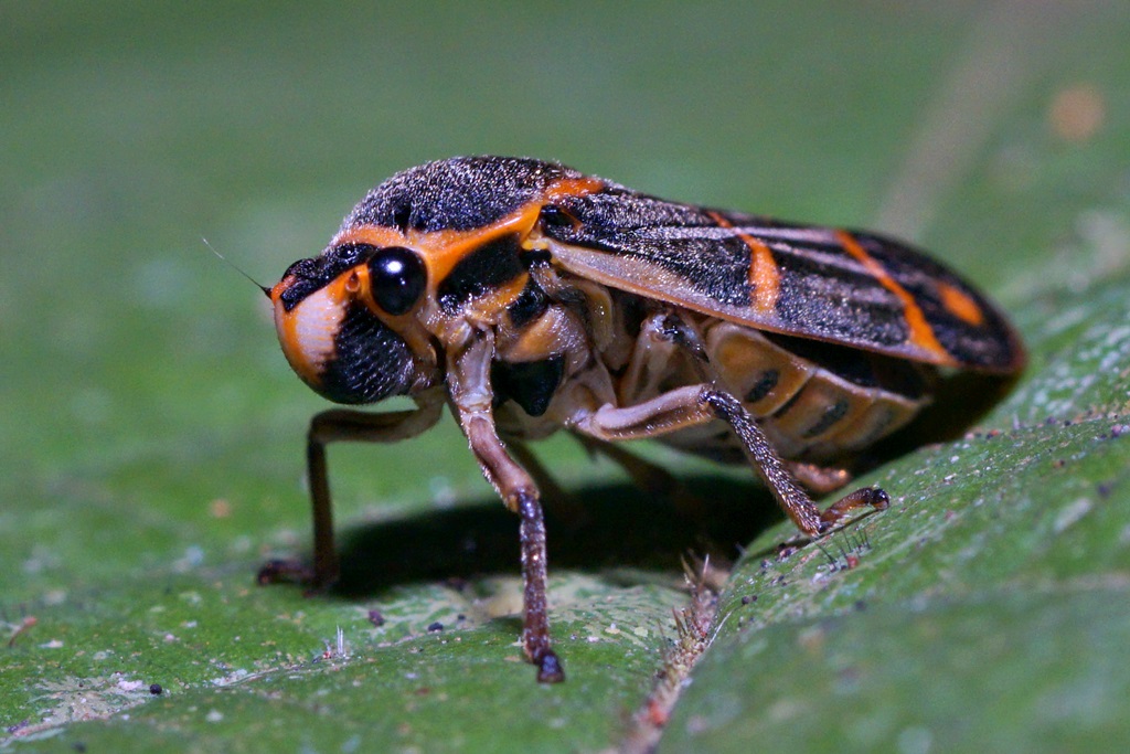 Leafhopper