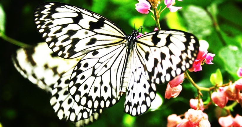 Day by day Villas popularity is increasing | BEST WEEKEND VACATION