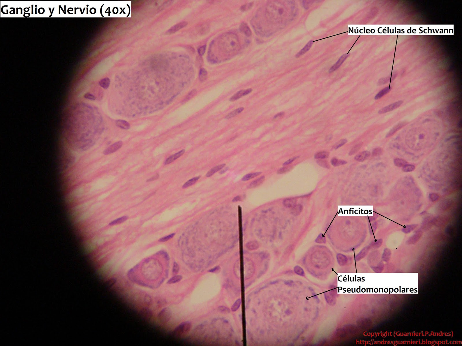 Medicina - Histología Humana / Medicine - Human Histology: Histologia ...