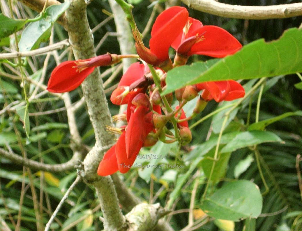 RAINBOW - The Colours of India: ....and sweet nothings...:)