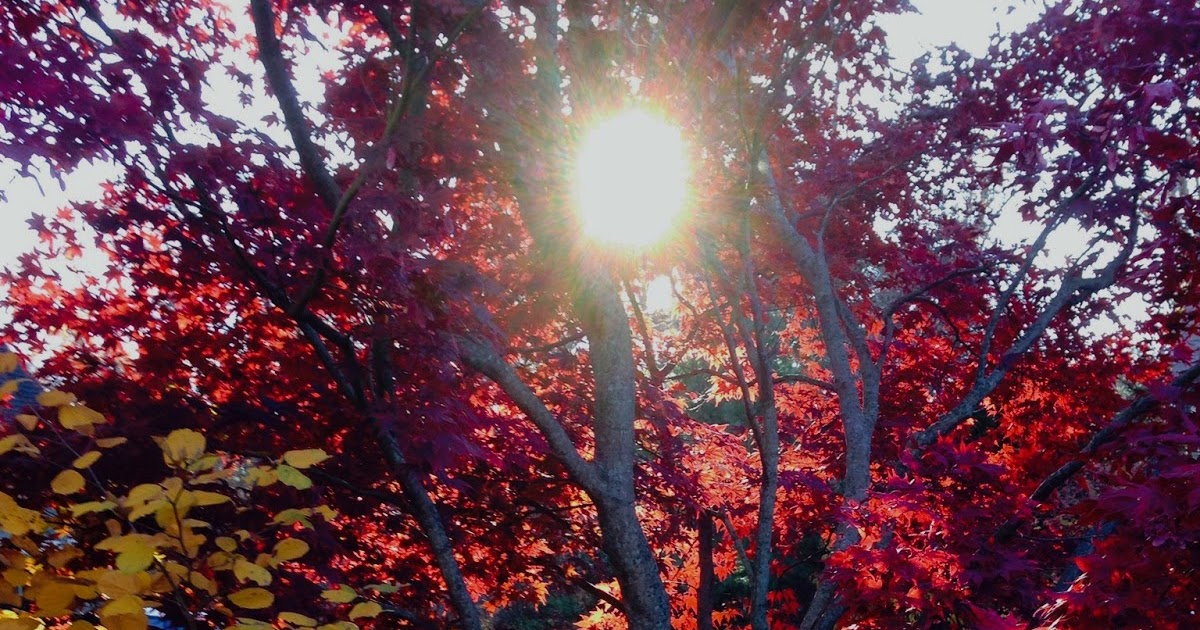 Annie's Gardening Corner: Make Autumn Your Spring