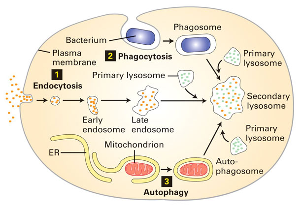 Todo Biología: AUTOFAGIA ,SALUD Y EJERCICIO FISICO.2º BACH.BIOLOGIA