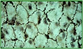 JARINGAN EPITEL | Biologi SMA Kelas XI