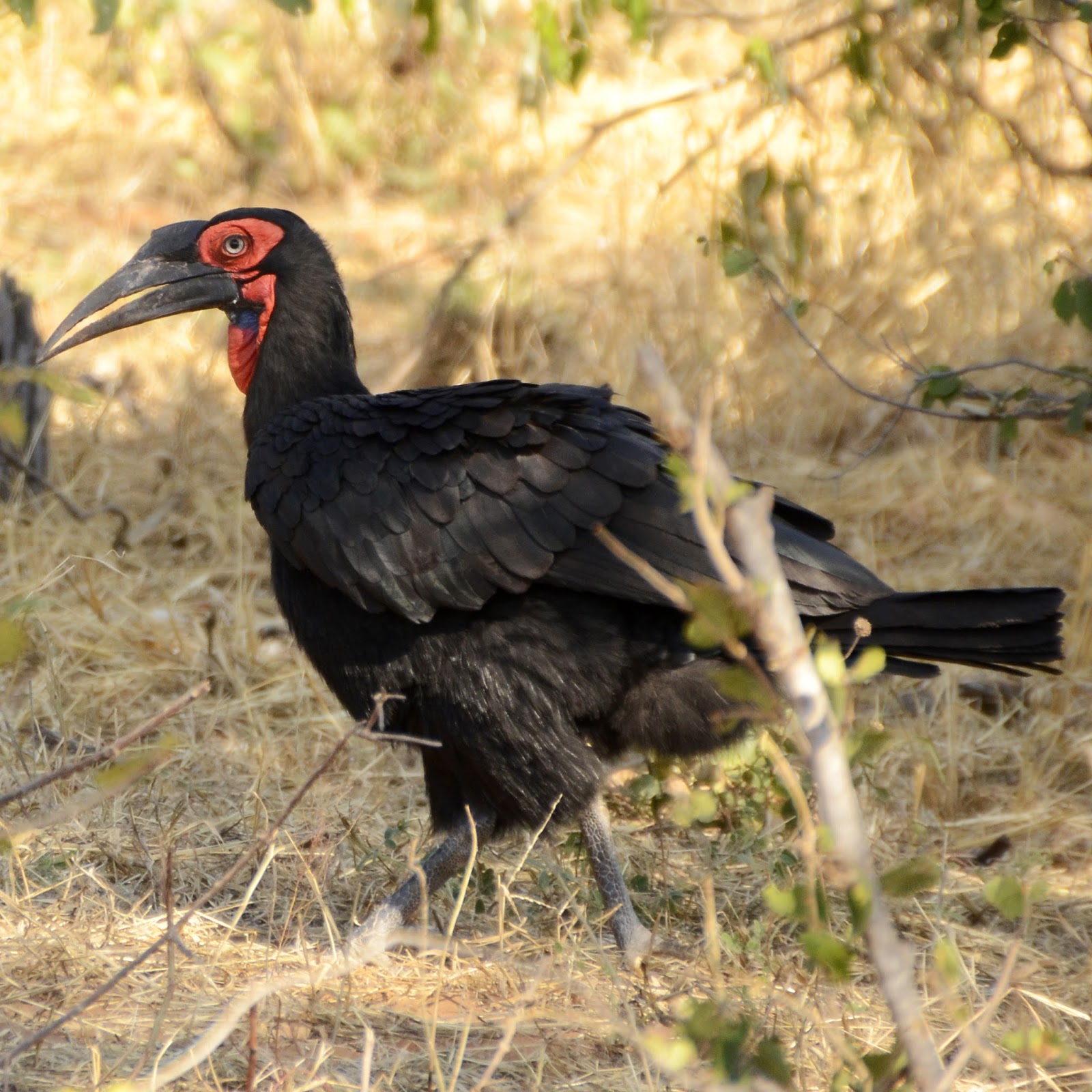 The Nature of Framingham: The Strangest & Most Spectacular Bird Ever ...