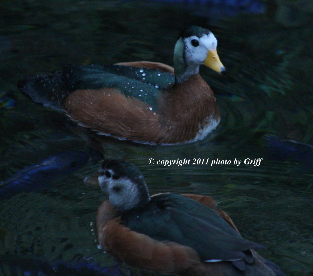 Griff's Bird Photos: Goose (African Pygmy)