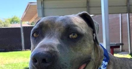 Fresno Bully Rescue: Ranger