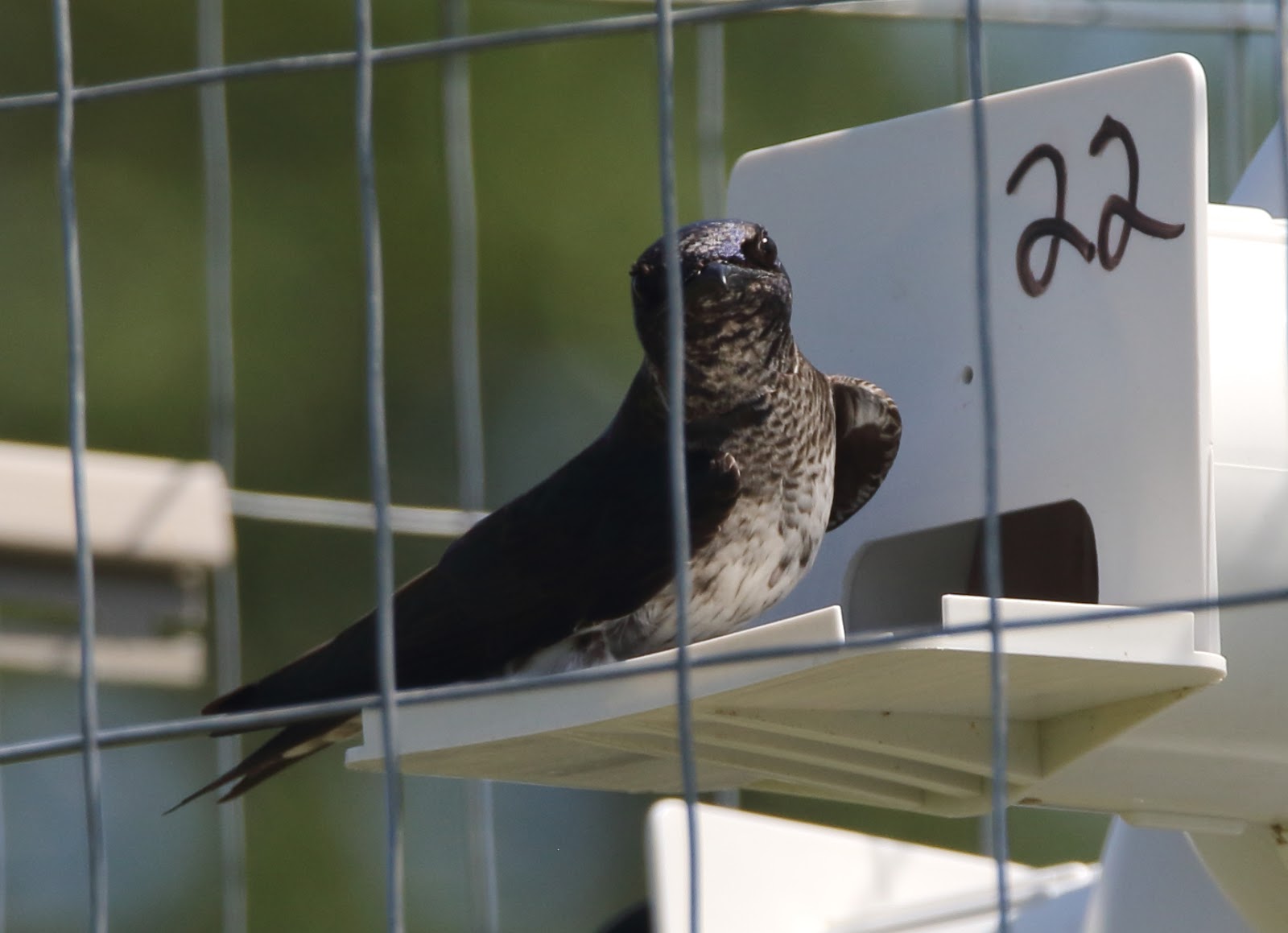 The Birds & The Bees: purple martin banding