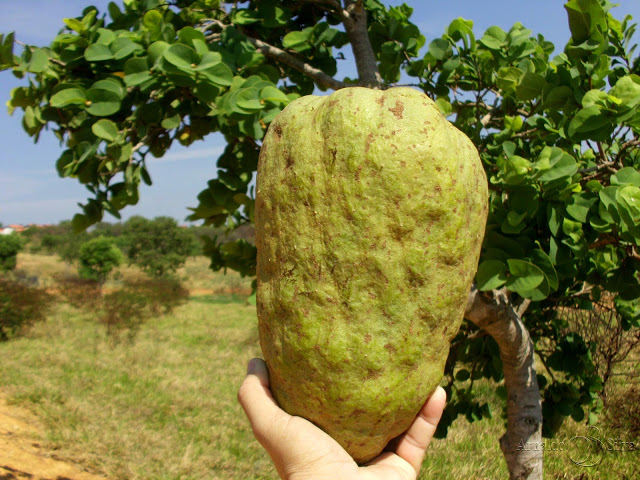 Marolo seu Benefícios e proteinas - Culinária Com Bruno Receitas