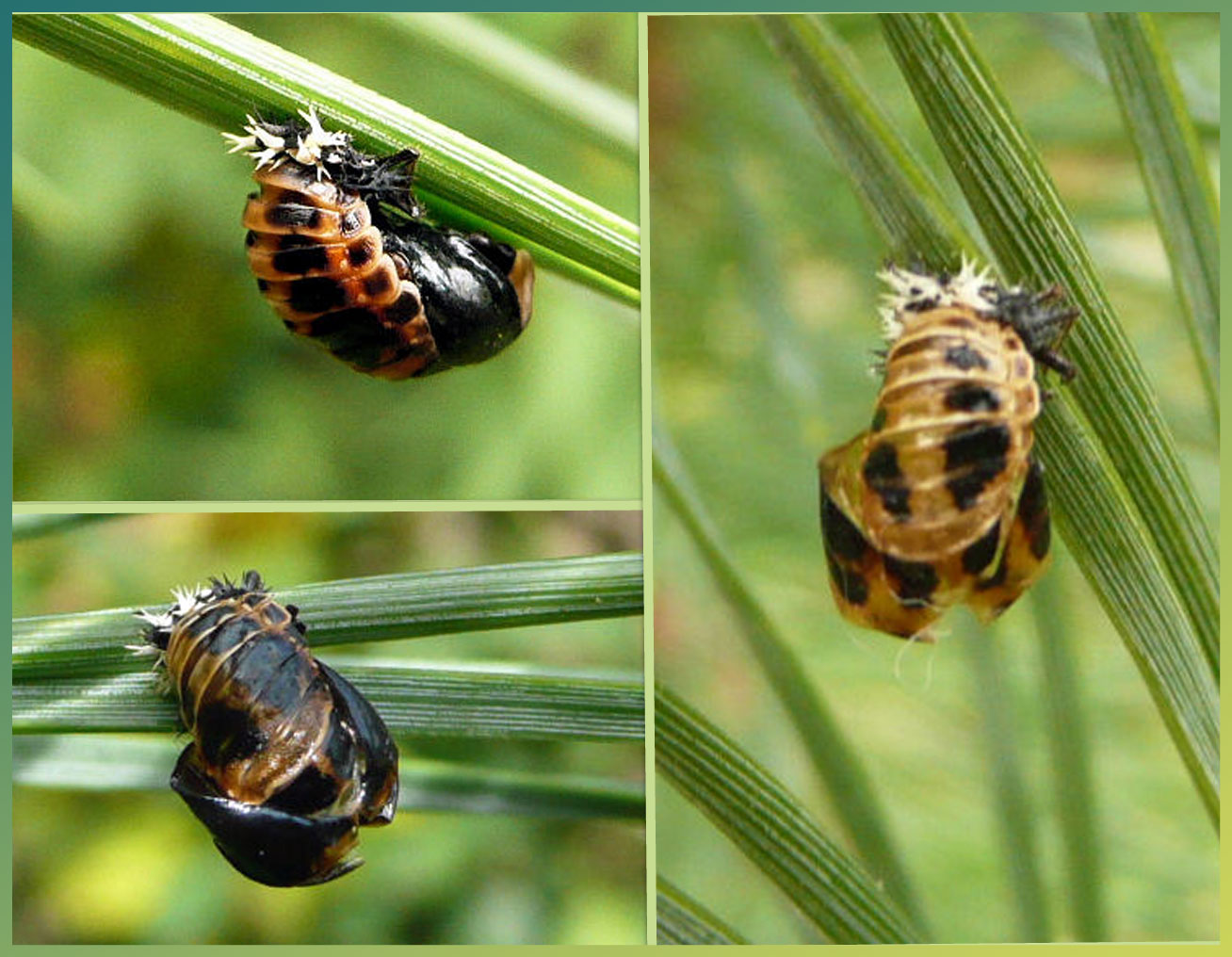 ...COQUELICOTS, COQUILLAGES...et BELLES PAGES !: Coccinelles : De la ...