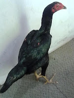 TIPS MEMILIH JENIS AYAM BANGKOK BETINA