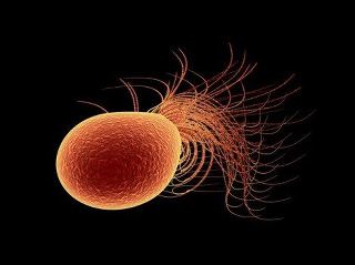 Bacterias Actuaciencia: Pyrococcus furiosus