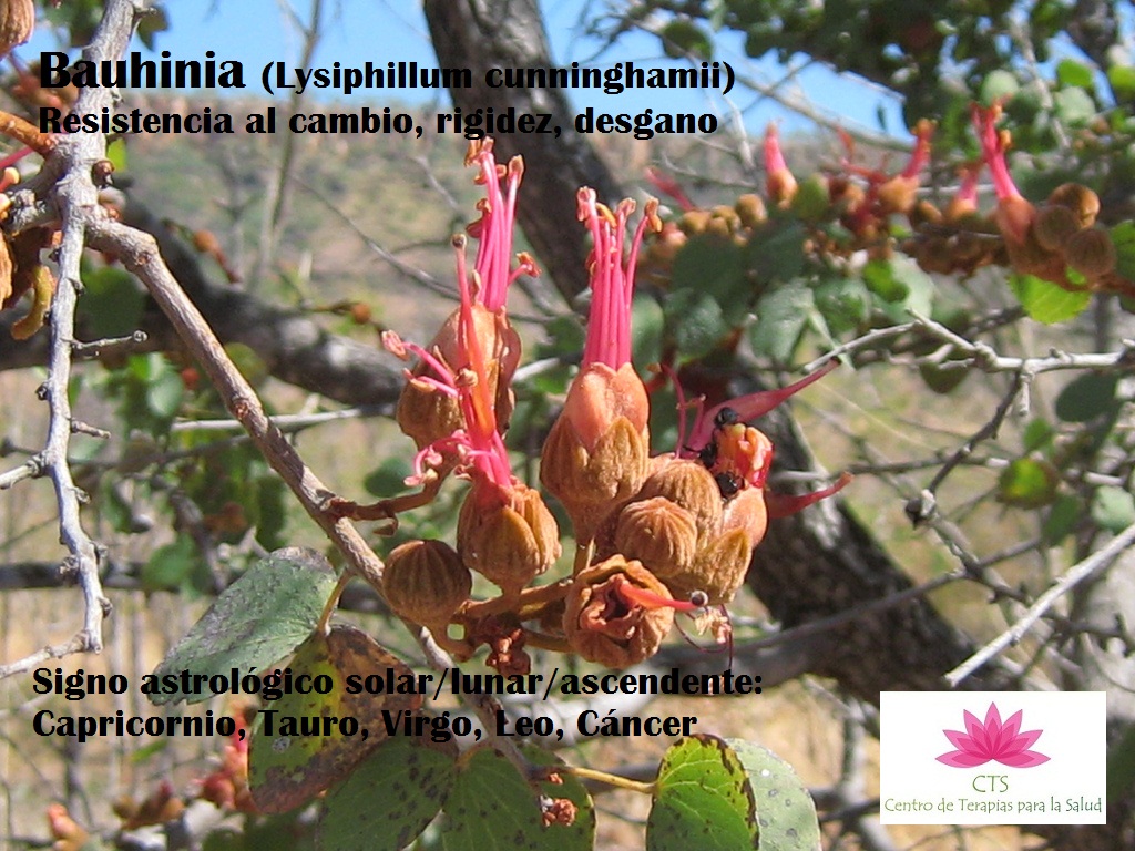 CTS-CENTRO DE TERAPIAS PARA LA SALUD: ESENCIAS FLORALES BUSH: BAHUINIA