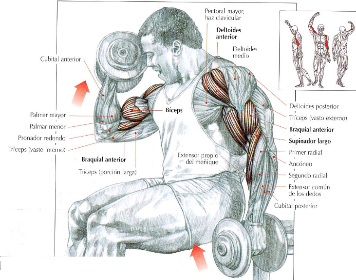 Bajar de peso - Ponerse en forma - Aprende como, Noticias, Suplementos