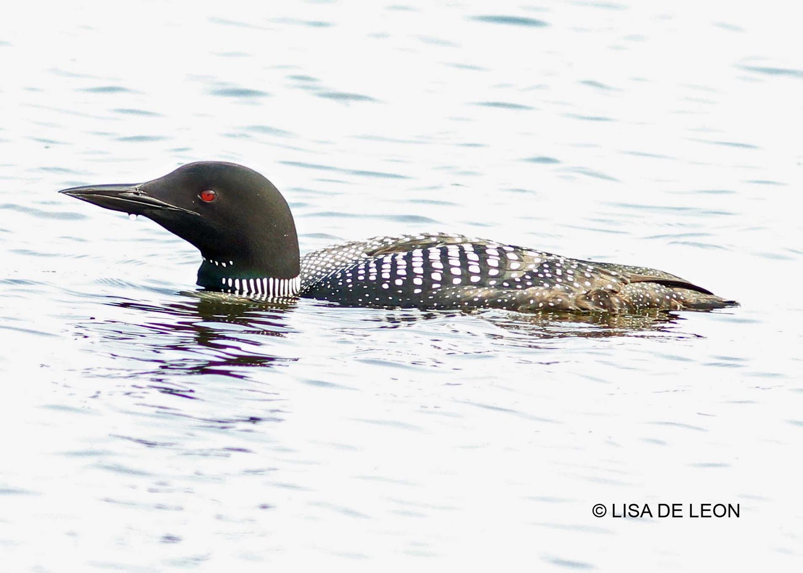 Birding with Lisa de Leon: Uncommon Encounter with a Common Loon