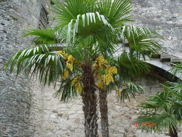 ARBRES: Palmera excelsa (Trachycarpus fortunei)