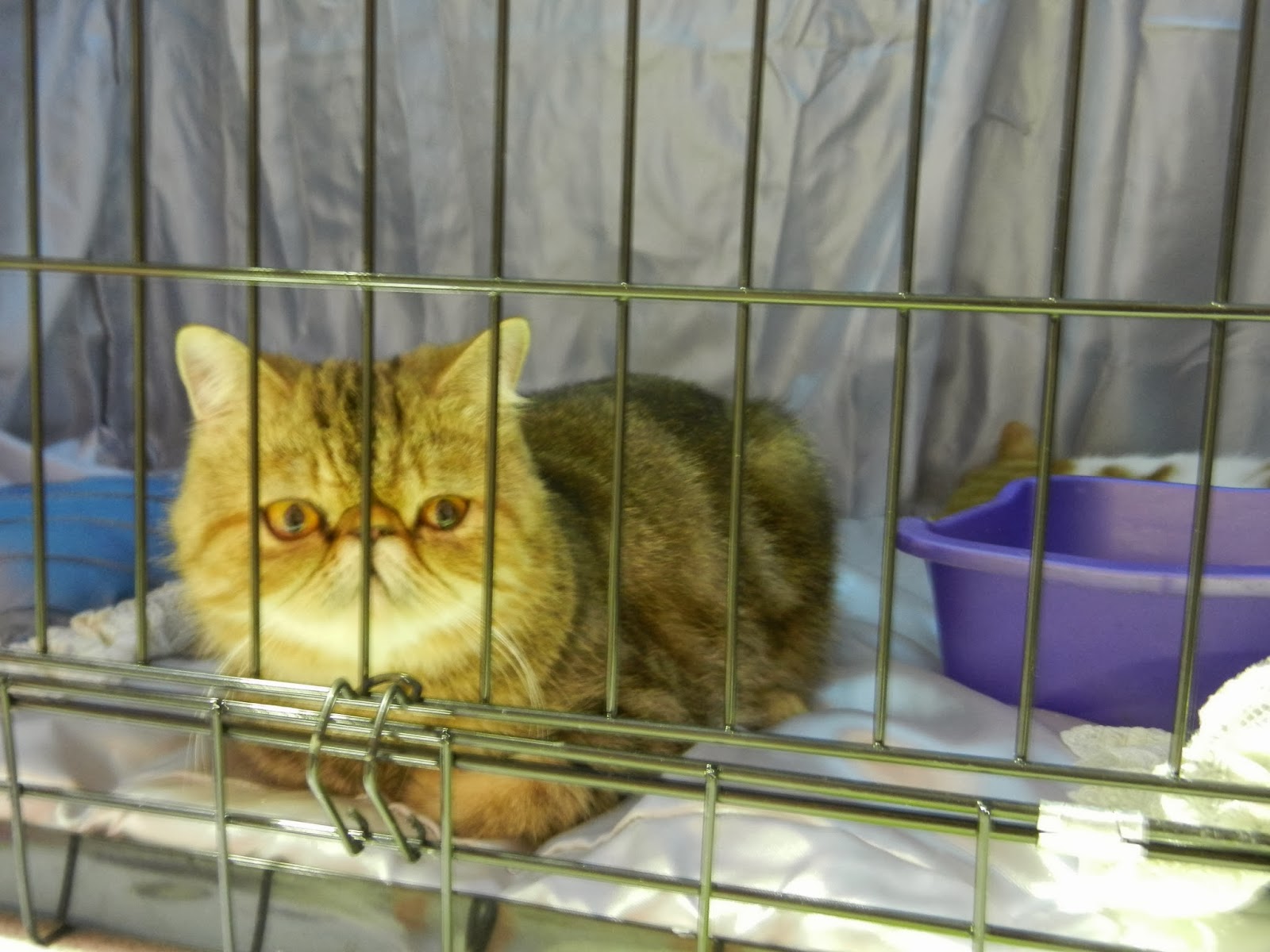 Kuweight 64: KFA CAT SHOW BY KUWAIT CAT CLUB K-CATS