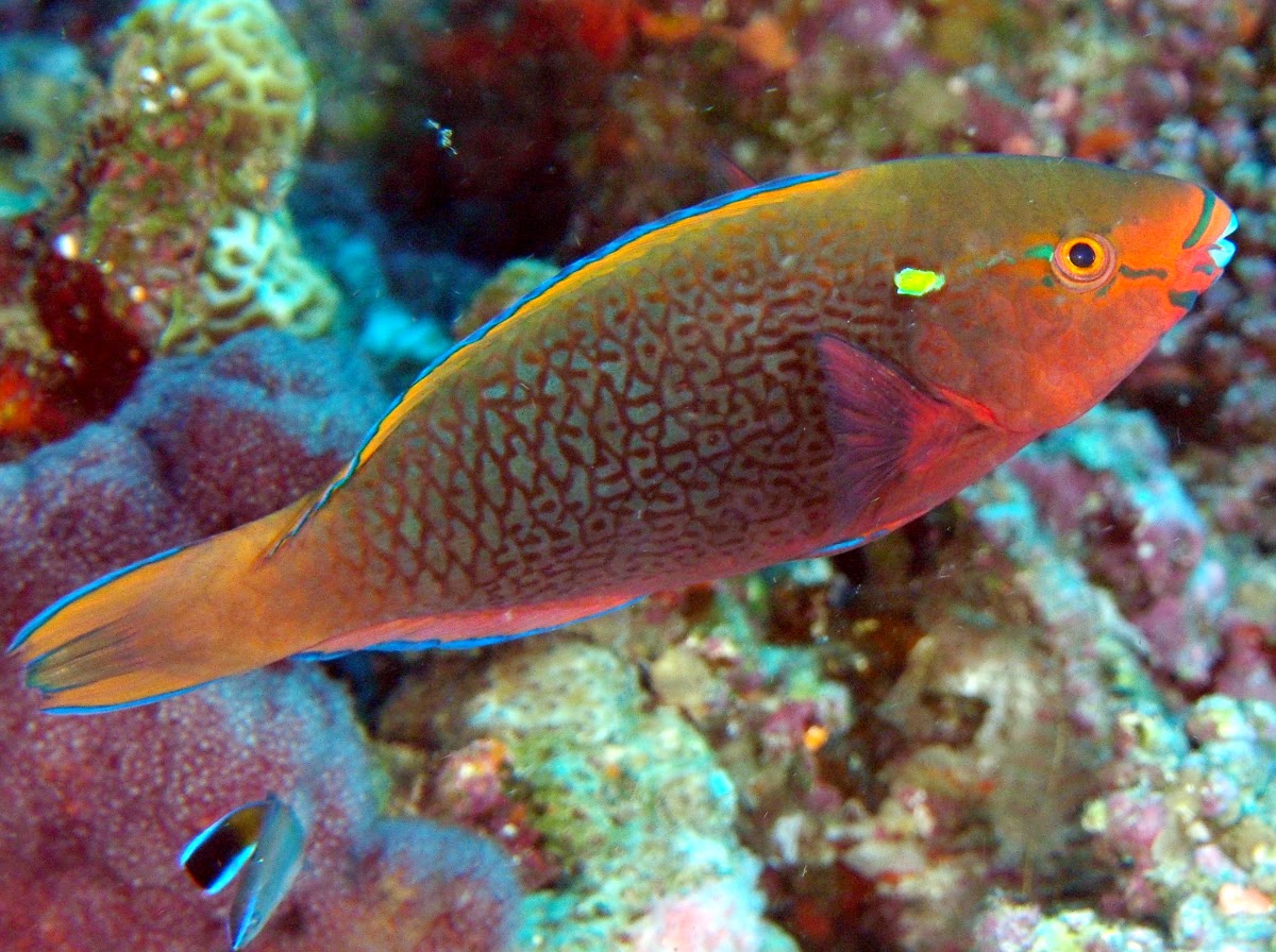 PARROTFISH photos - wallpapers (ανανεωμένο) | the fun bank