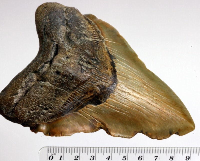 Fossil CSI: Megalodon attack – bite marks indicate Megalodon had close ...