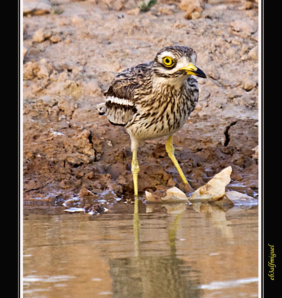 Miguel fotografia: Alcaraván común (Burhinus oedicnemus)