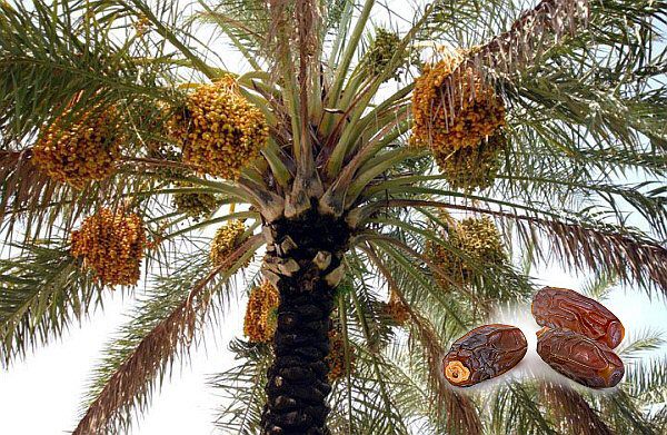 160 Karakter: Hurma ve insan özellikleri