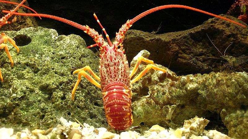 Los crustáceos - Biología