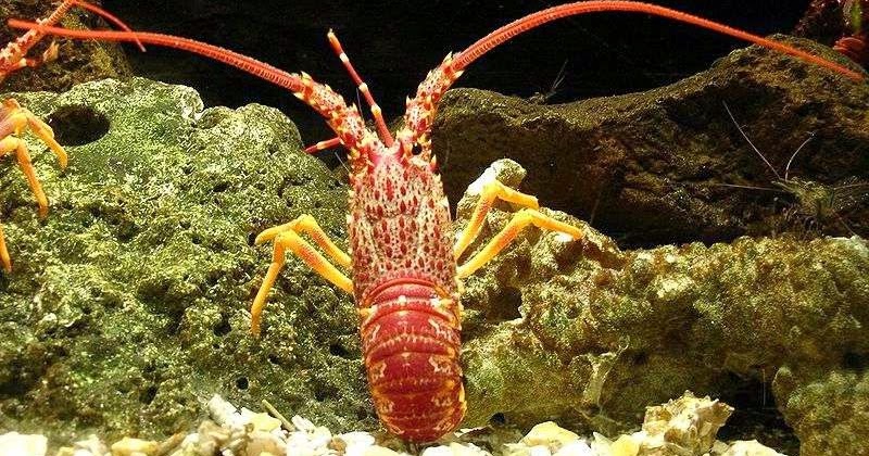 Los crustáceos - Biología