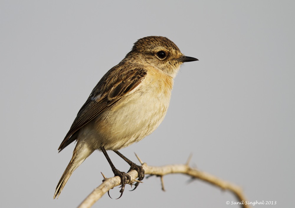 Indian Birds Photography: [BirdPhotoIndia] Siberian Stonechat - Female ...