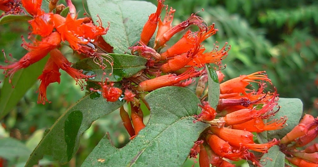 KHASIAT DAN MANFAAT SIDOWAYAH UNTUK WASIR, NIFAS, BERAK DARAH, DESENTRI ...