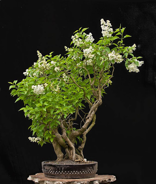 Walter Pall Bonsai Adventures: Two lilacs in bloom