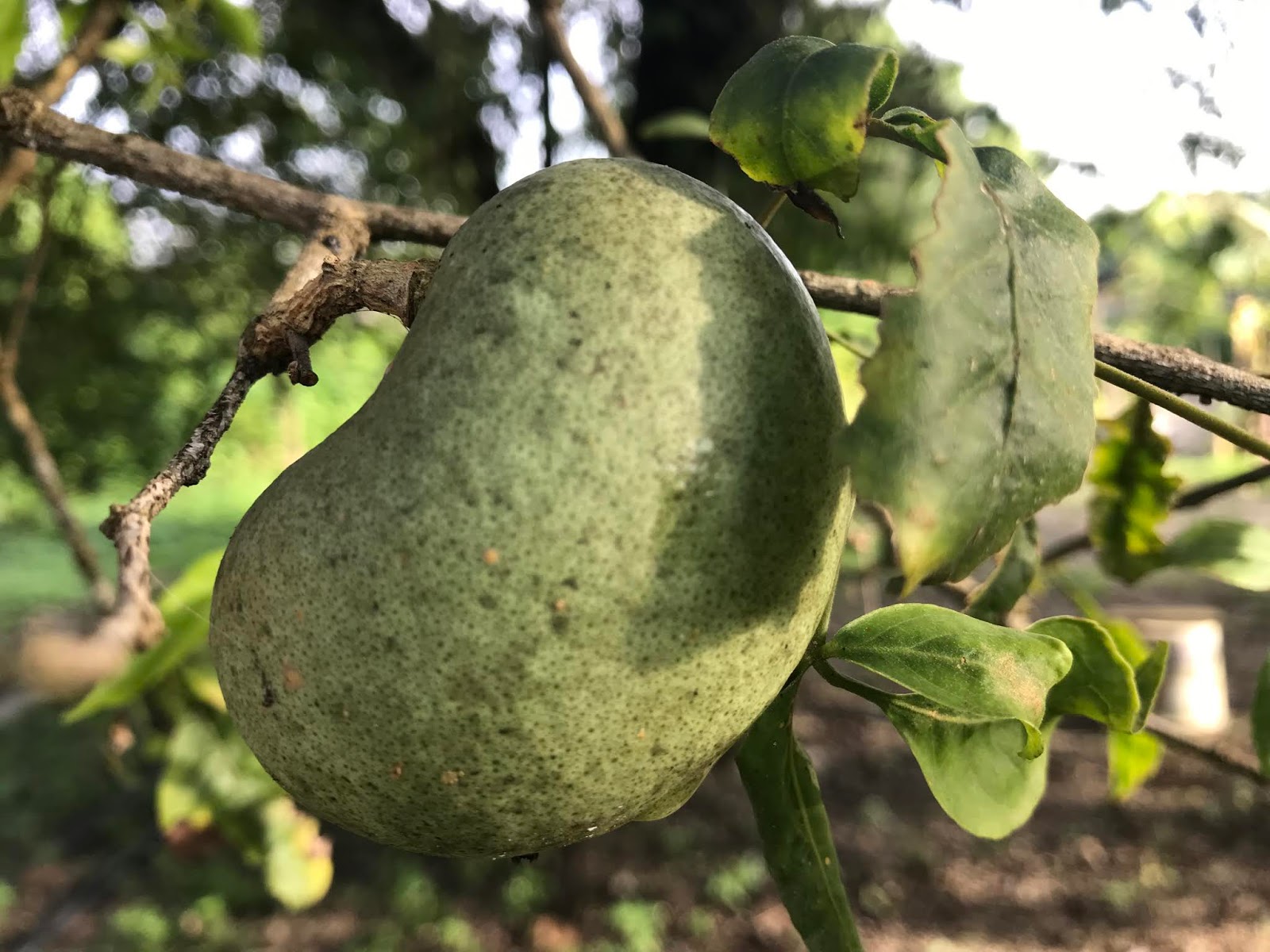 新/马草药自然医学: 孟加拉木蘋果( 木橘)～叶的功效和作用。Aegle marmelos traditional benefits ...