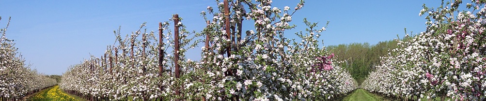 BODUR ELMA: bodur fidanlarda kampanya