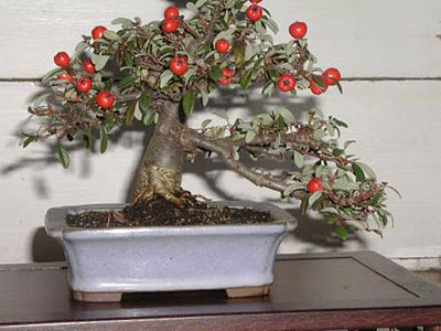 Bonsai Tree For Your Garden - Designs of Home and Garden