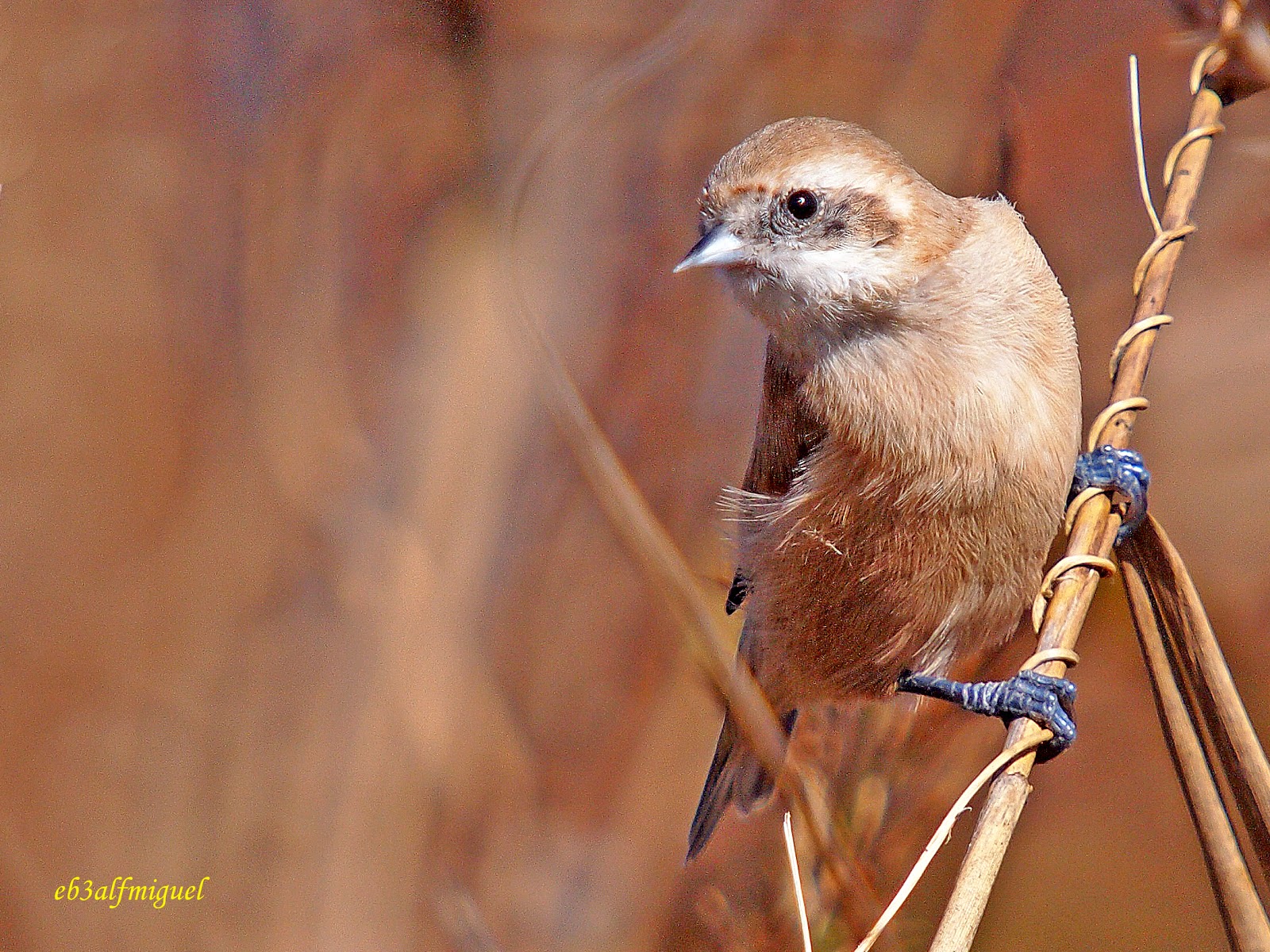 Miguel fotografia: Pájaro-moscón europeo (Remiz pendulinus)