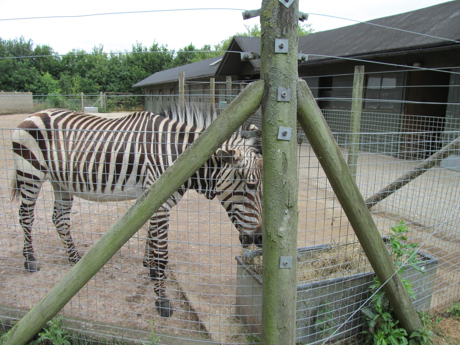 Into my Imagination: Marwell Zoo