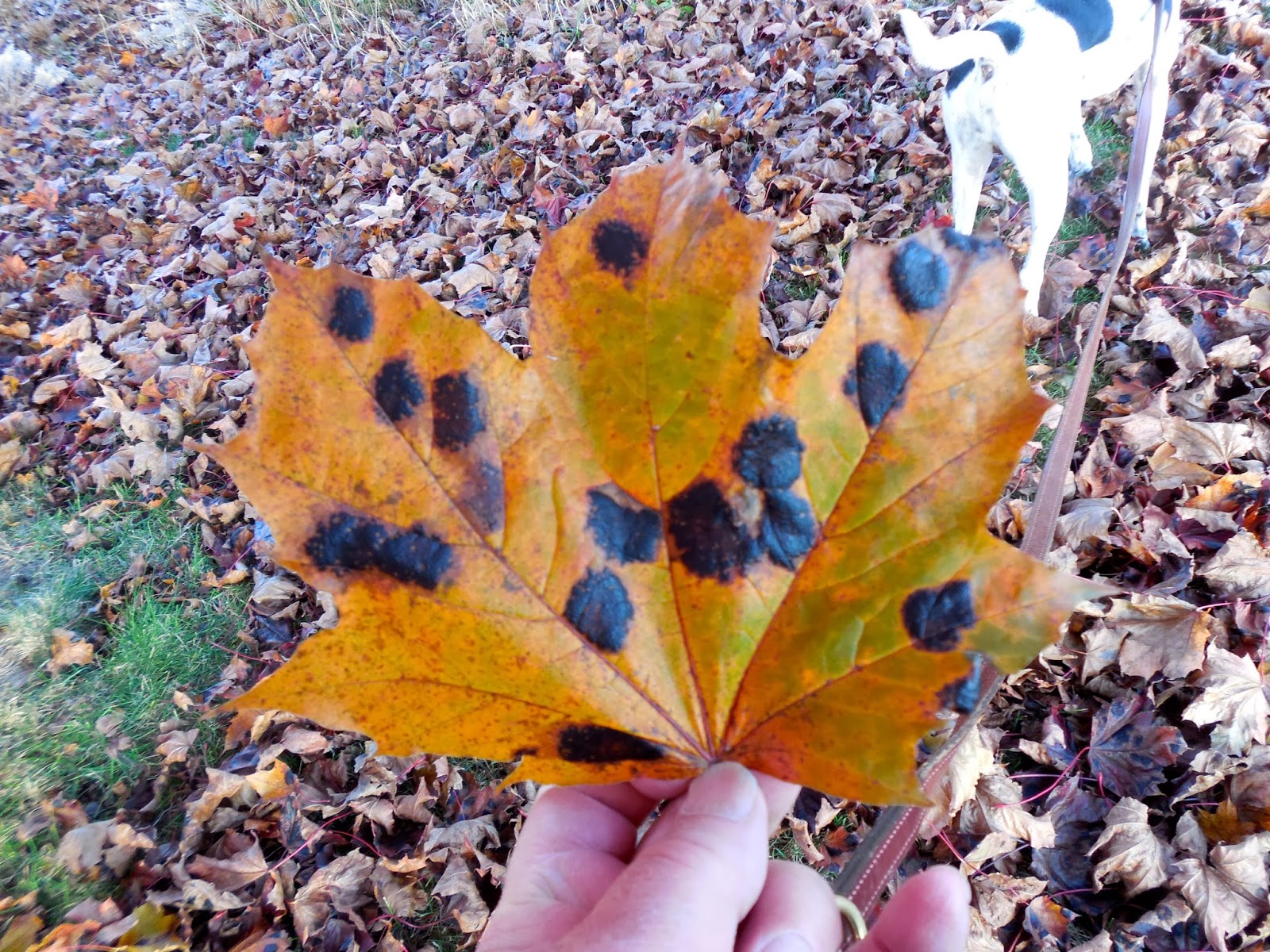 Art's Bayfield Almanac: THE 'CRIMSON KING' MAPLE, AND A SHORT TREATISE ...