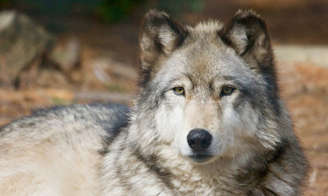 White Wolf : House Pass Legislation to End Federal Gray Wolf Protection