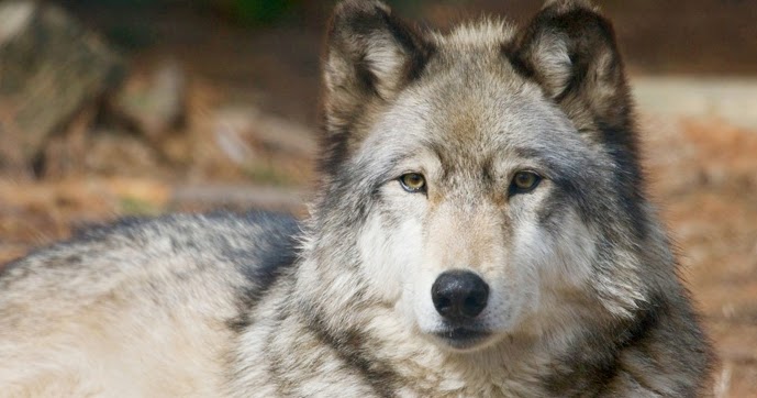 White Wolf : House Pass Legislation to End Federal Gray Wolf Protection