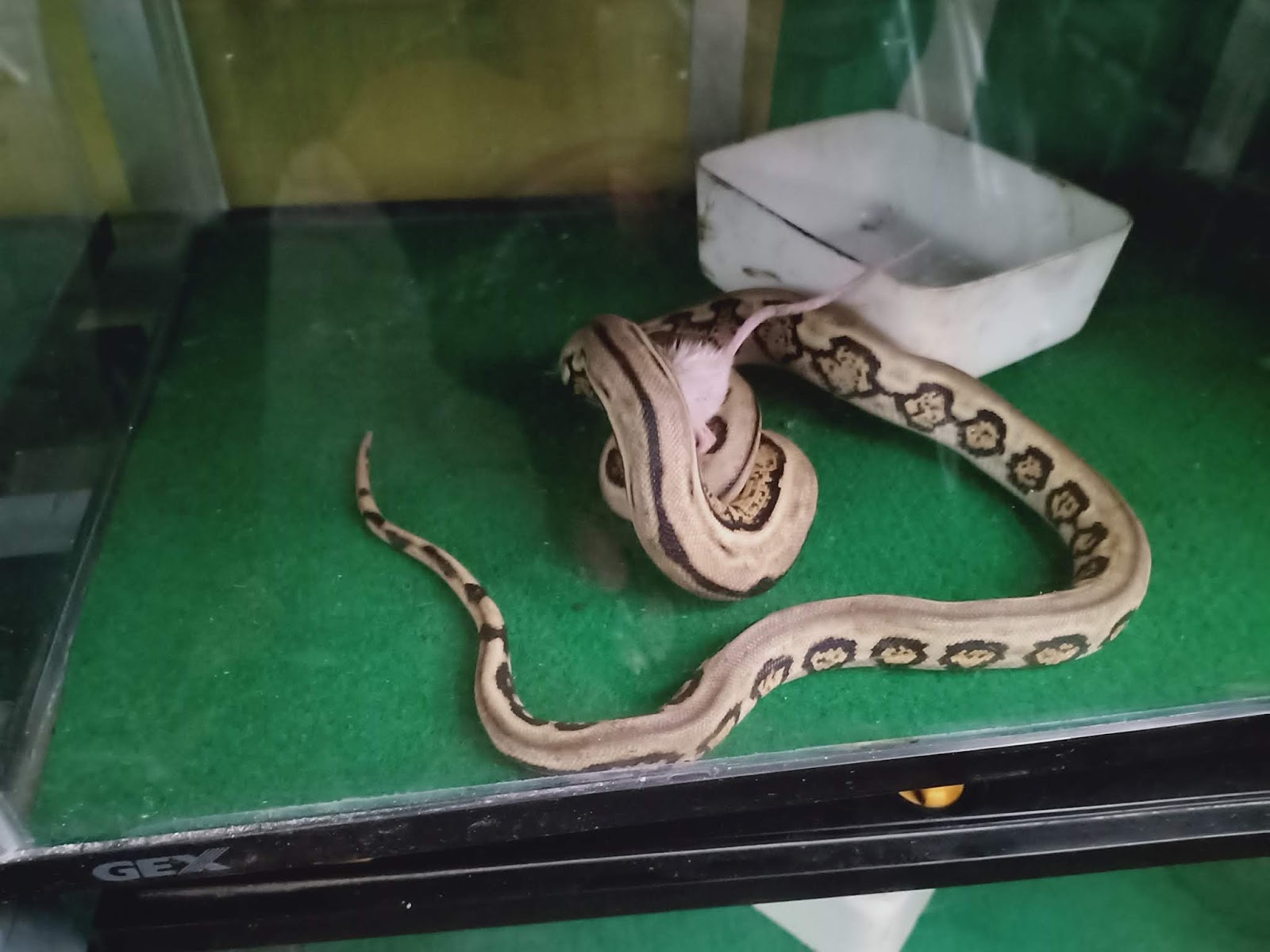 Cara memberi makan anakan ular Phyton Reticulatus